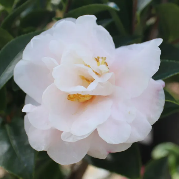 Searles | How to grow Camellia sasanquas